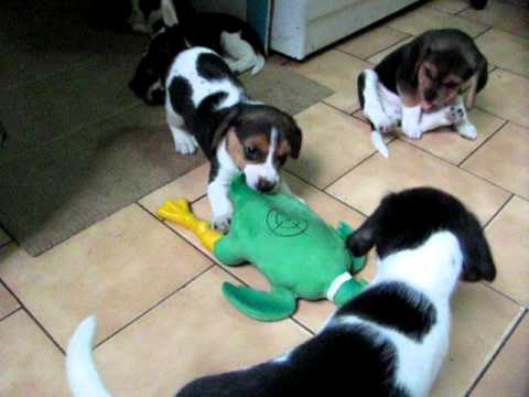 Beagle cachorros jugando en el patio - YouTube