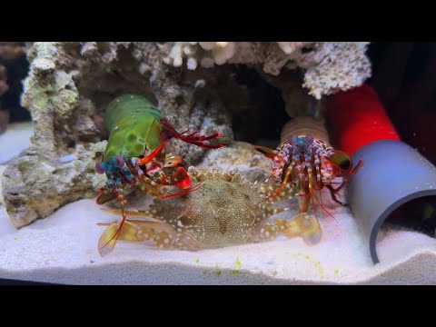 Two Mantis Shrimp Teamwork Against Crab - YouTube