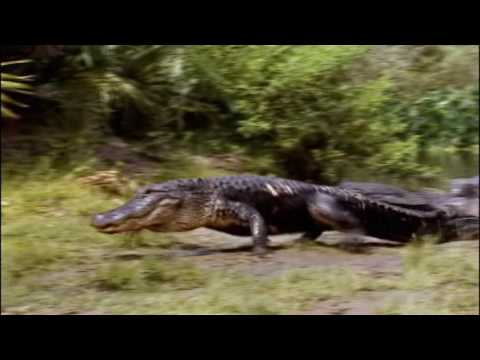 Cheetahzan Trailer