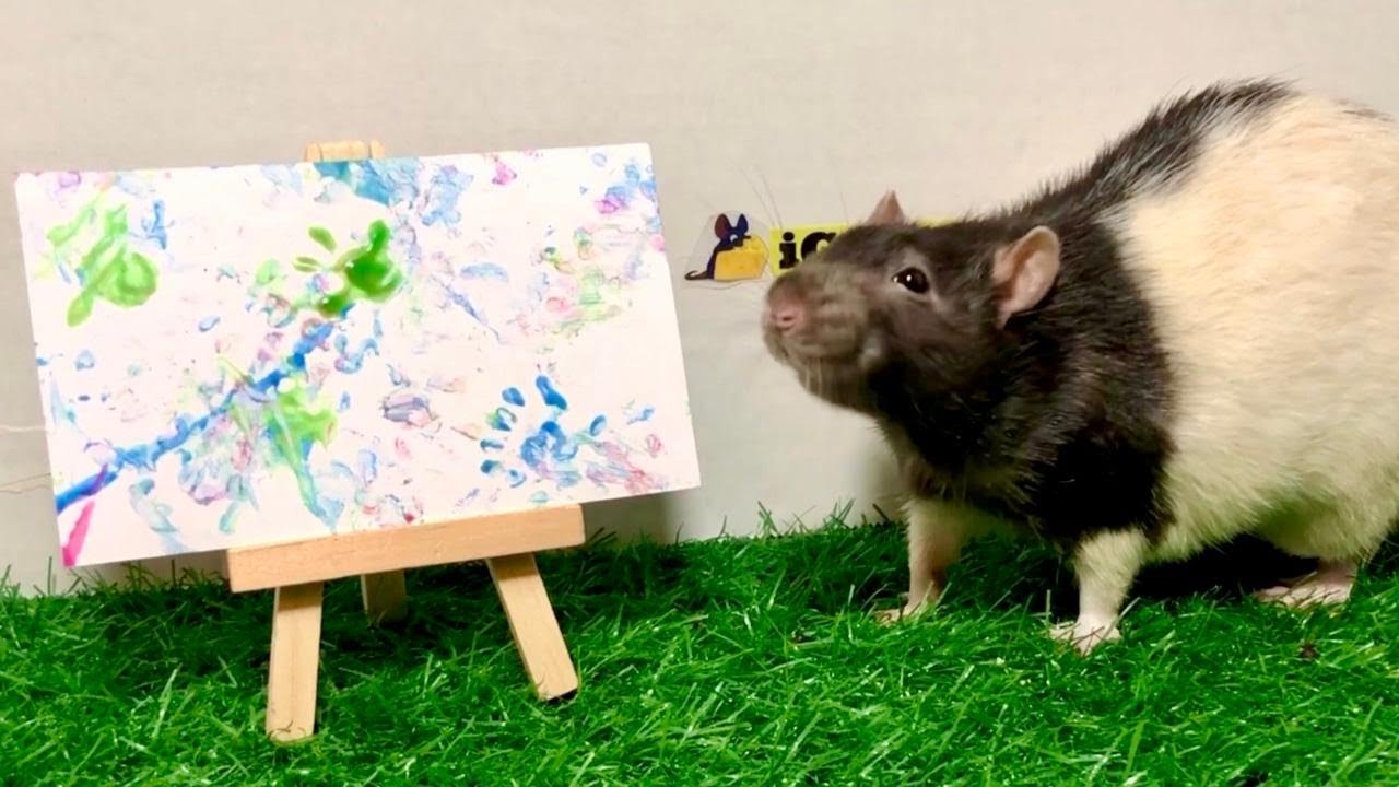 My Rat Paints a Masterpiece - YouTube