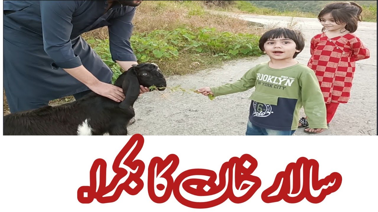 Salar Khan With His GOAT | Kids with goat | Salar Khan Ka Bakra - YouTube