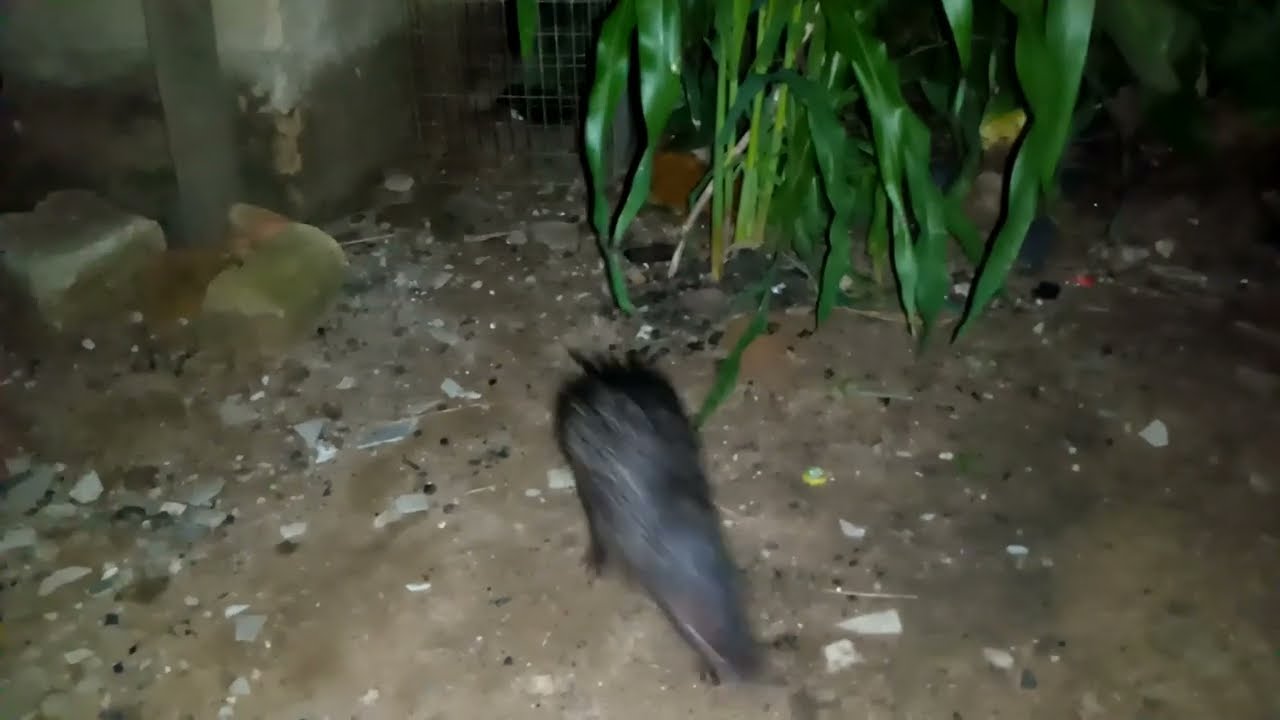 Wild African Brushed Tailed Porcupine Having a Shelter In My House ...