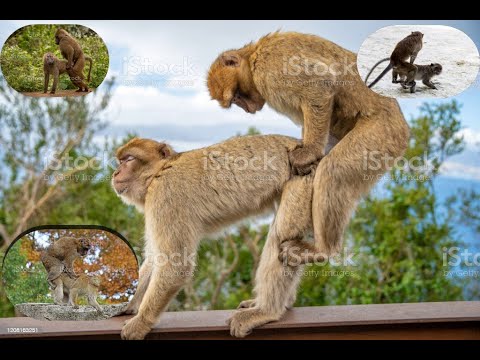 Jungleland.How do monkeys mate? - YouTube