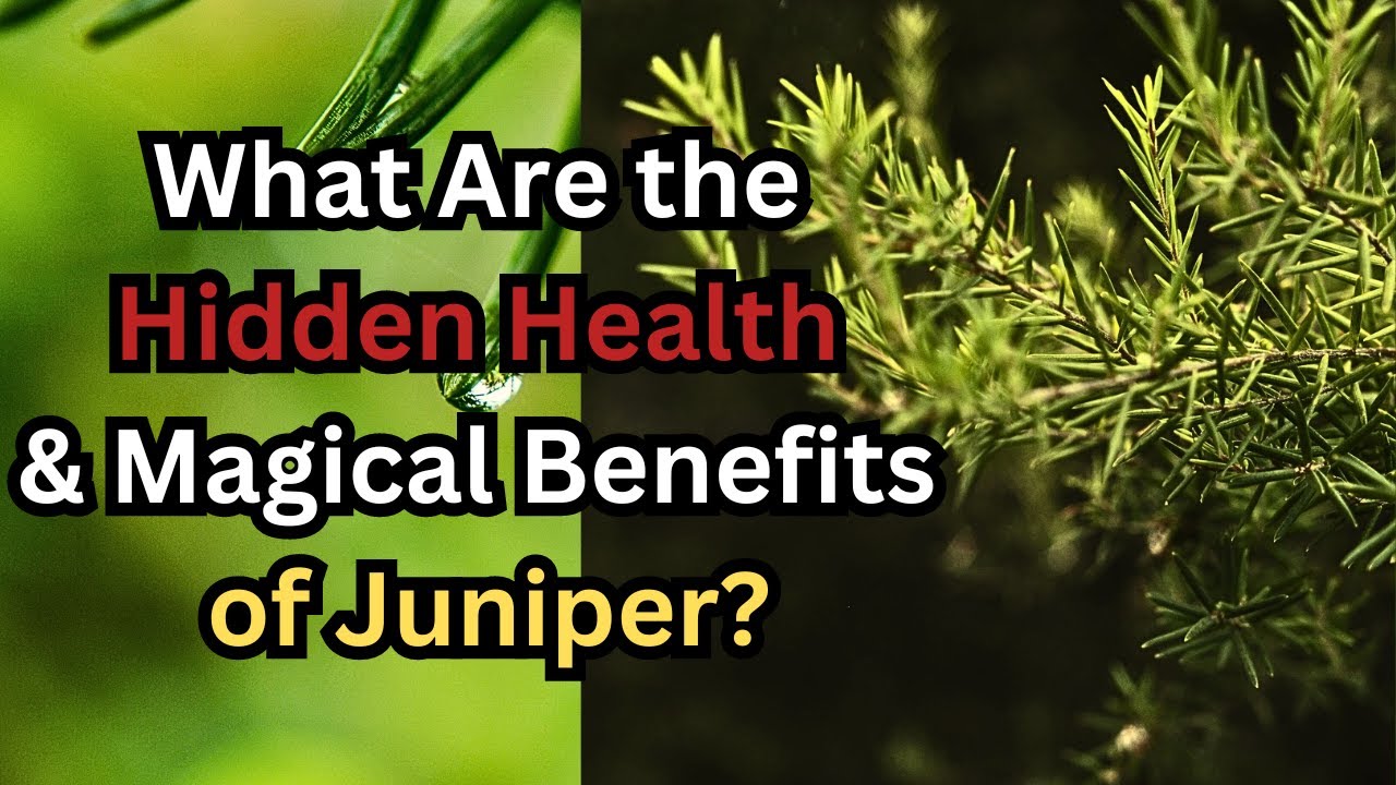 Juniper Spiritual and Medicinal Meaning - YouTube