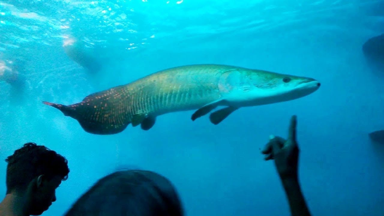 Amazing Fish in Underwater Tunnel (Oceanos Expo 2019) - YouTube