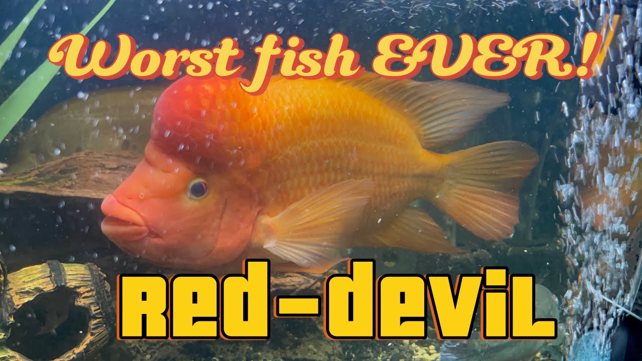 Epic fish Tank GIANT FISH 🤯 - YouTube