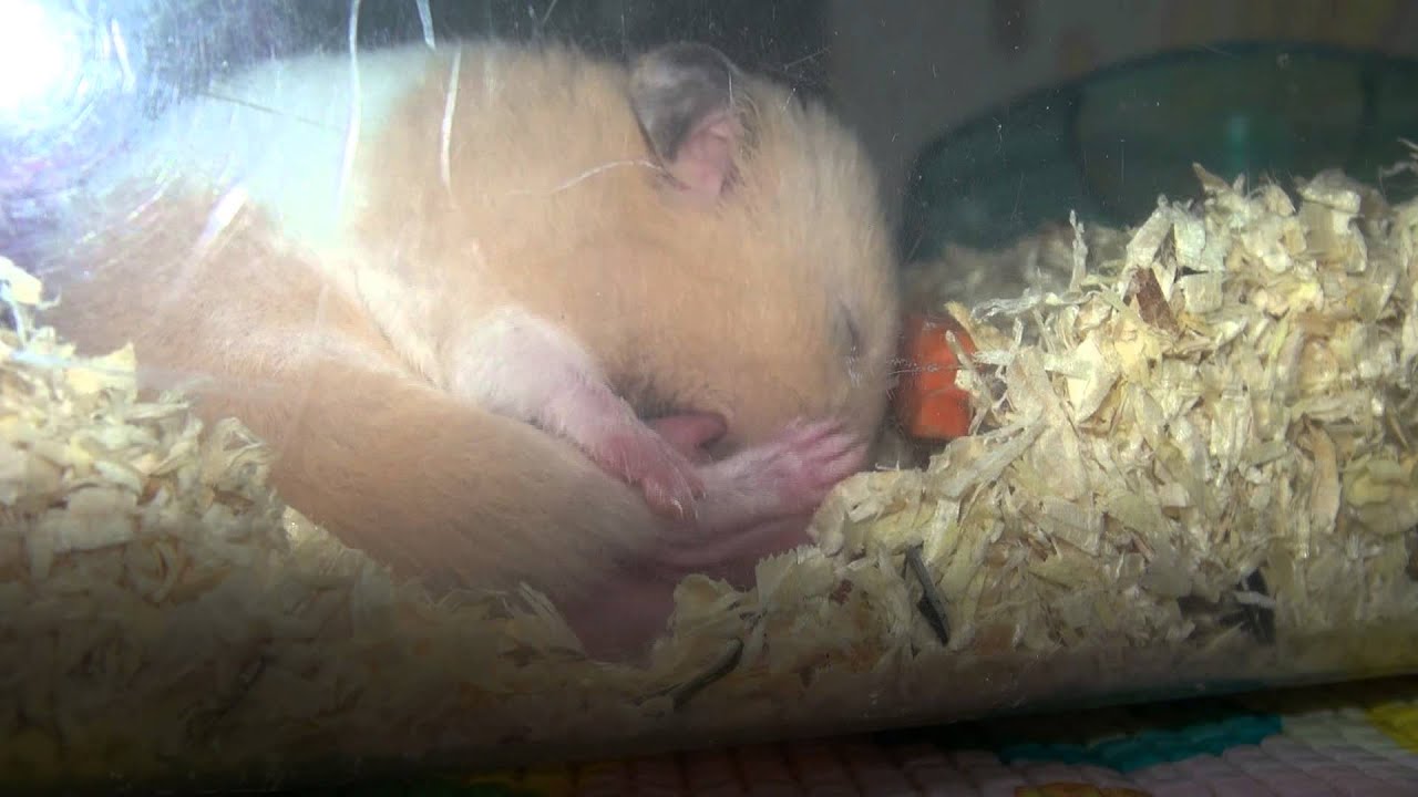 [햄스터]26탄.Baby hamster is born 골든햄스터 새끼6마리 출산 - YouTube