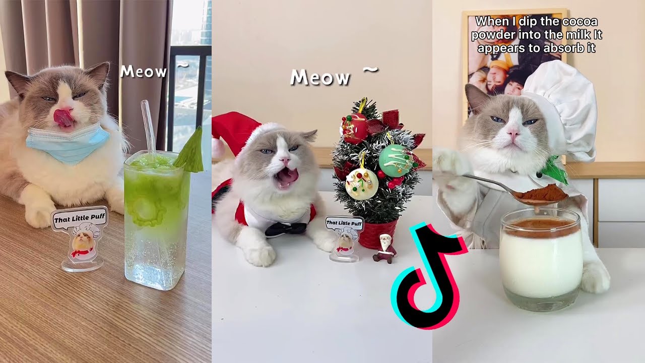 That Little Puff | Cats Make Food 😻 | Kitty God & Others | TikTok 2024 ...