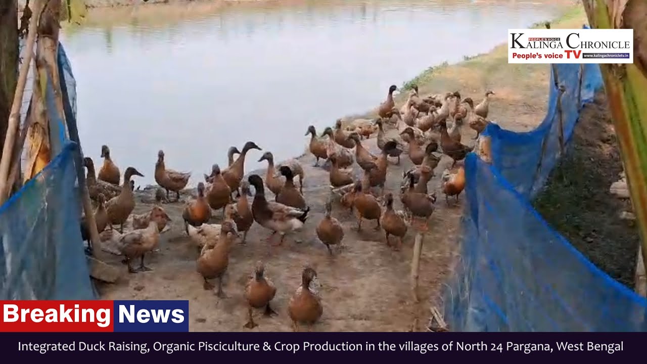 Integrated Duck Raising, Organic Pisciculture & Crop Production in the ...
