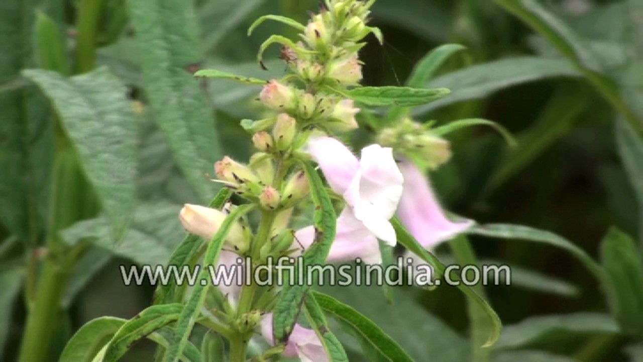 Sesame plantation in Southern India - YouTube