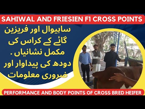 Friesien and Sahiwal cow best cross heifer II Crossbred cow points and ...