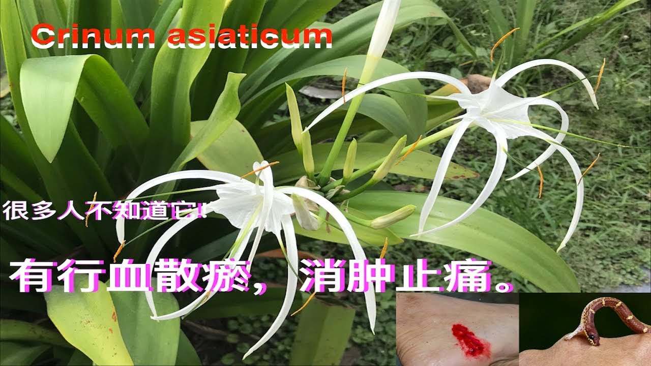 文殊兰功效与作用 。crinum asiaticum medicinal uses。kegunaan pokok Tembaga Suasa ...