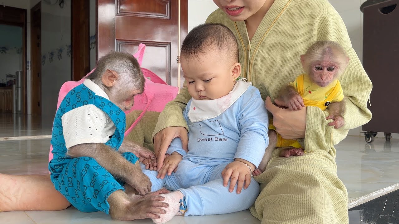 Memorable moments of the intimate love between monkeys SinSin & ZiZi ...