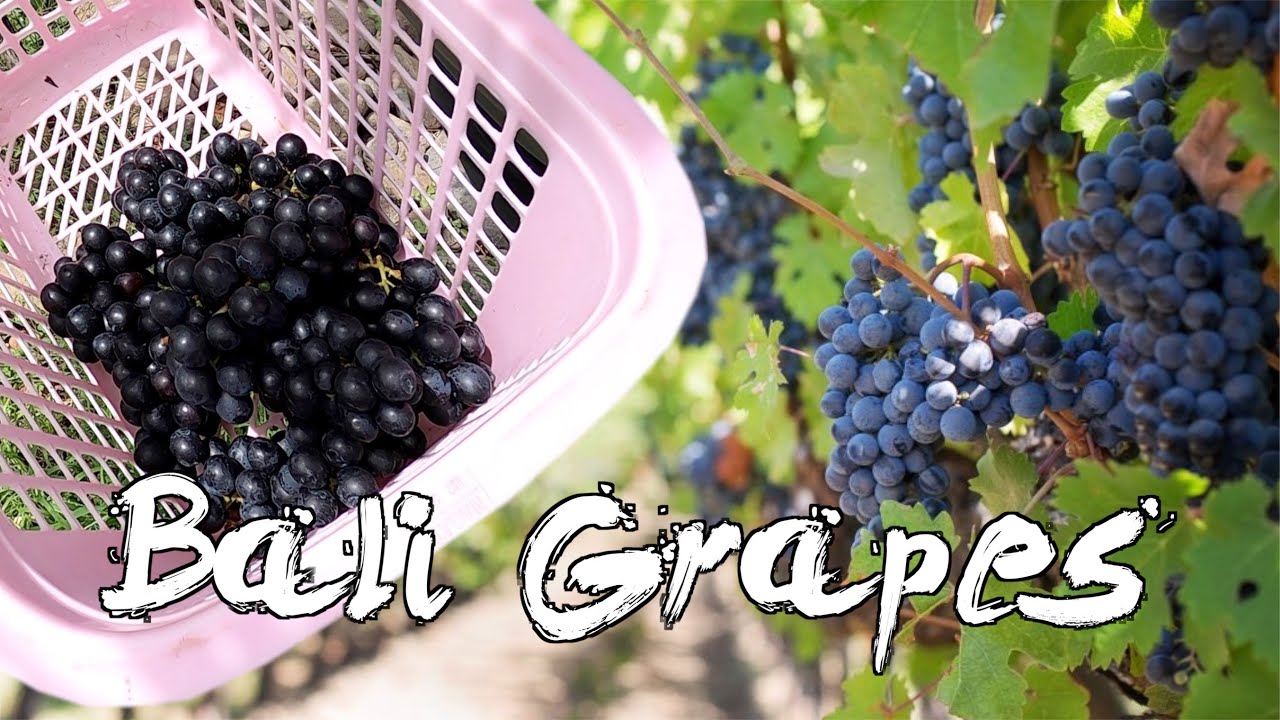 Bali grapes. Episode 153 - YouTube