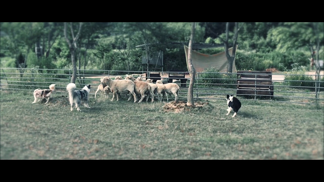 Sheepdog - YouTube