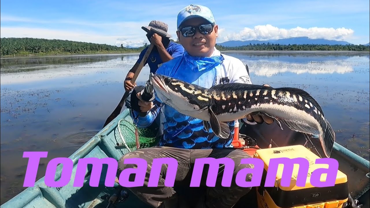 Casting Ikan toman mama tasik bukit merah/subcrise like comment tq guys ...