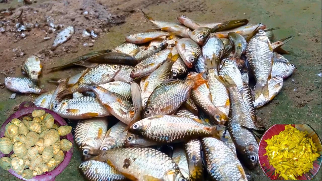 Small Fish Curry With Taro Root Cooking By Village Women | small fish ...