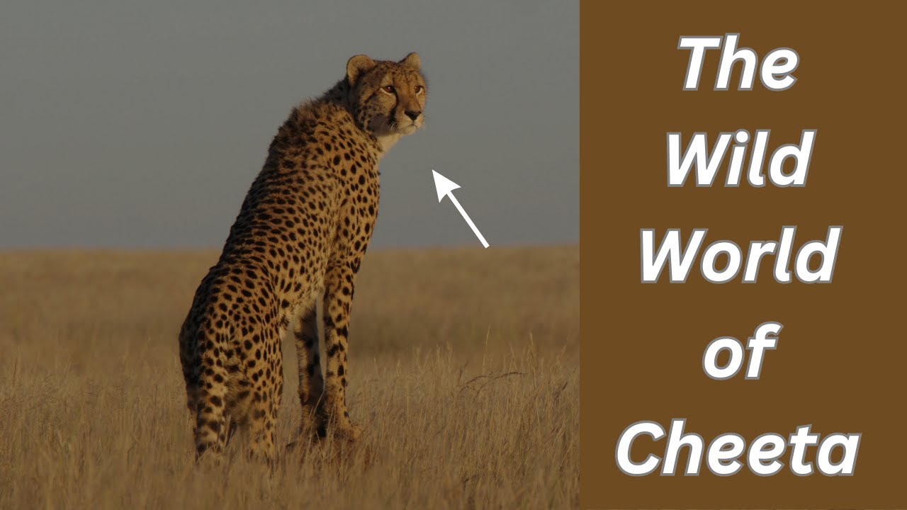 The Wild World of Cheetahs _ Uncovering The Cheetah's Hunting ...