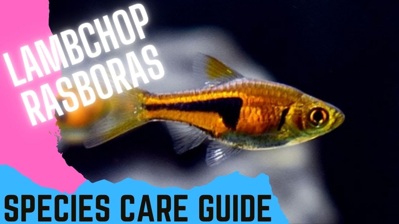 Lambchop Rasbora Harlequin Rasbora For Sale | Petco