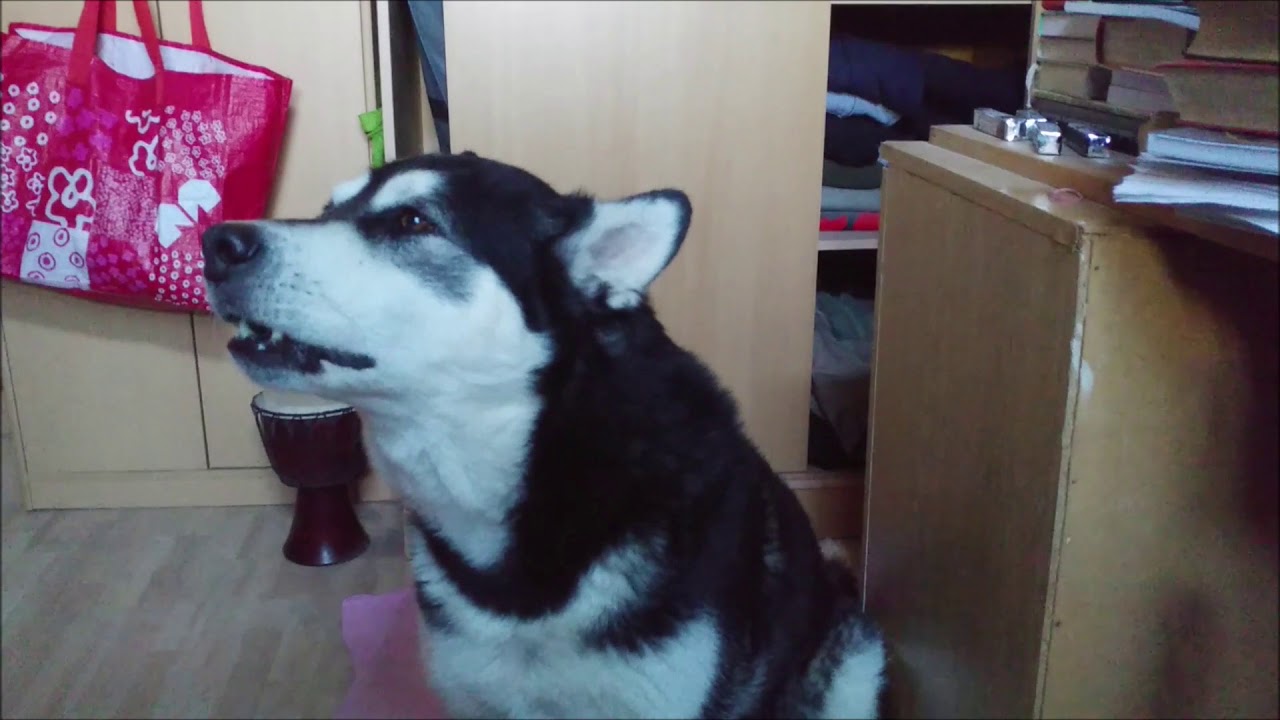 A very long howling by Alaskan Malamute - YouTube