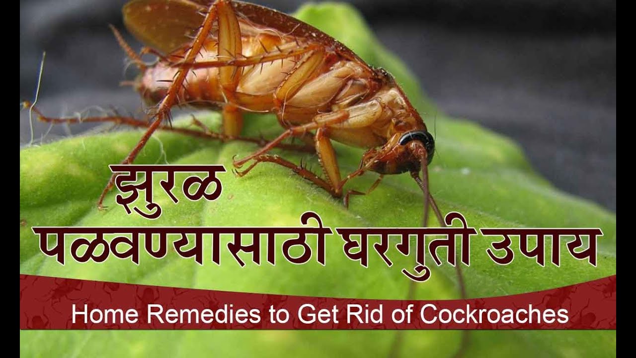 झुरळ पळवण्यासाठी घरगुती उपाय | Homemade Tips To Get Rid Of Cockroaches ...