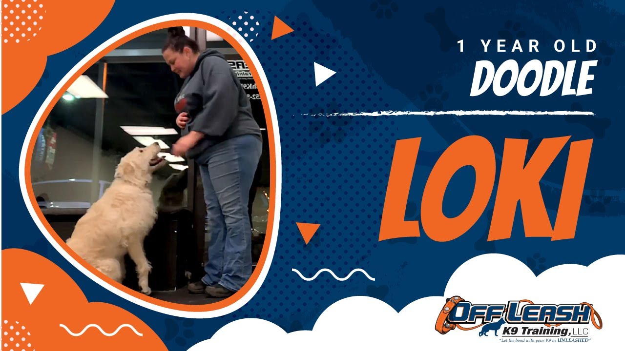 “Loki” 1 Year Old Doodle | Off Leash Obedience | Best Dog Trainers ...