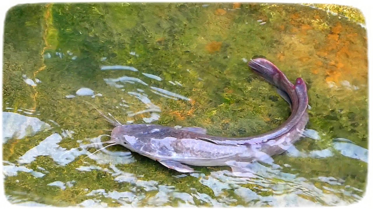 Struggling Catfish (RIP) - YouTube