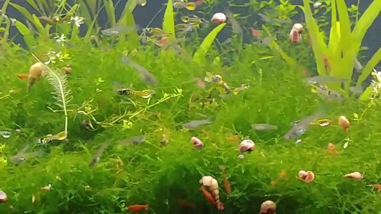 Rainbow Tiger Endlers and Fire Red Shrimp - YouTube