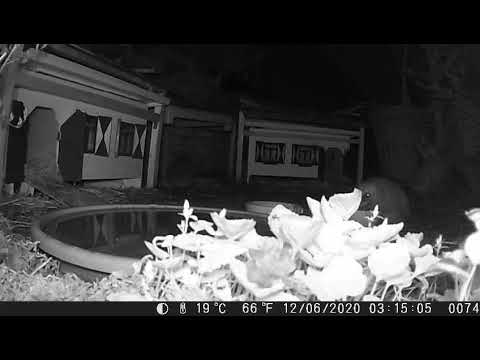 Egelcam 2020-06-12 DSCF0074 - YouTube