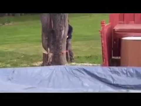 Man crushed by falling tree - YouTube