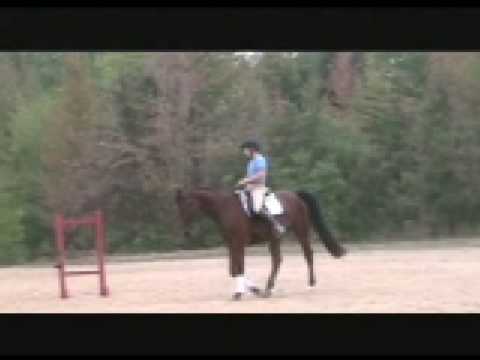Bay Oldenburg Gelding for Sale - YouTube