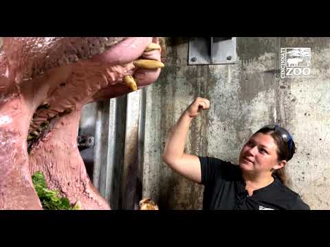 Hippo Tucker gets some Dental Work - Cincinnati Zoo