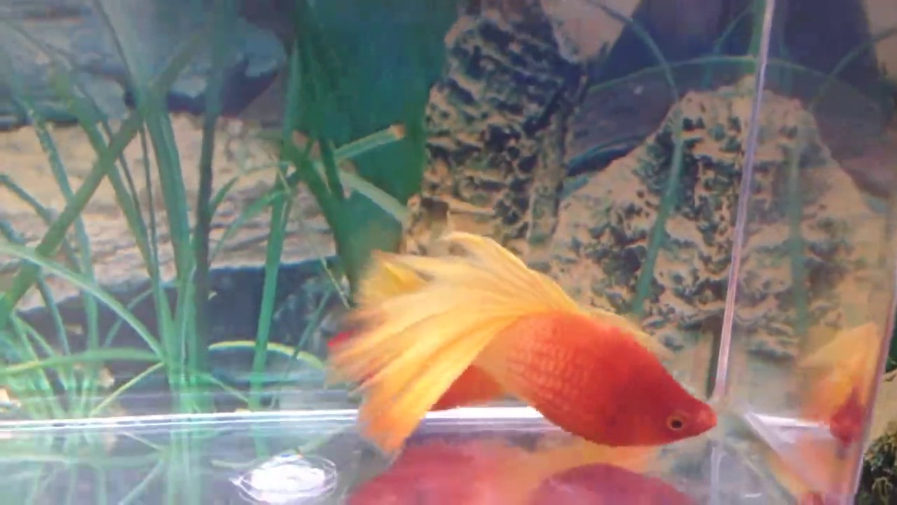 Hi fin «рубиновый нос» variatus - YouTube