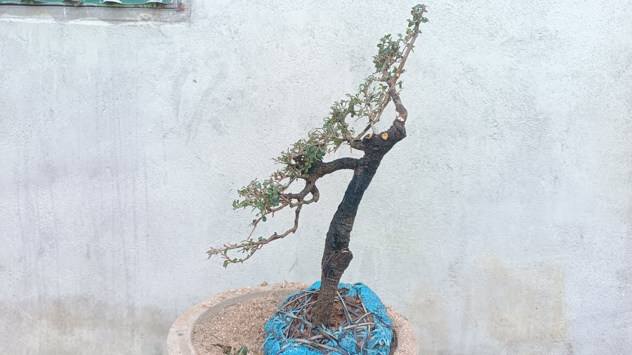 ( đã bán )M496. gl ae một cây cẩm thị. giá 200k .lh 0933648634 - YouTube