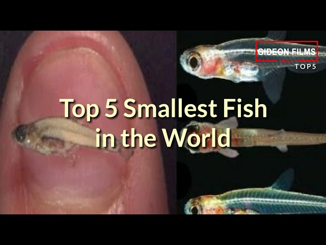 Pandaka Pygmaea Smallest Fish