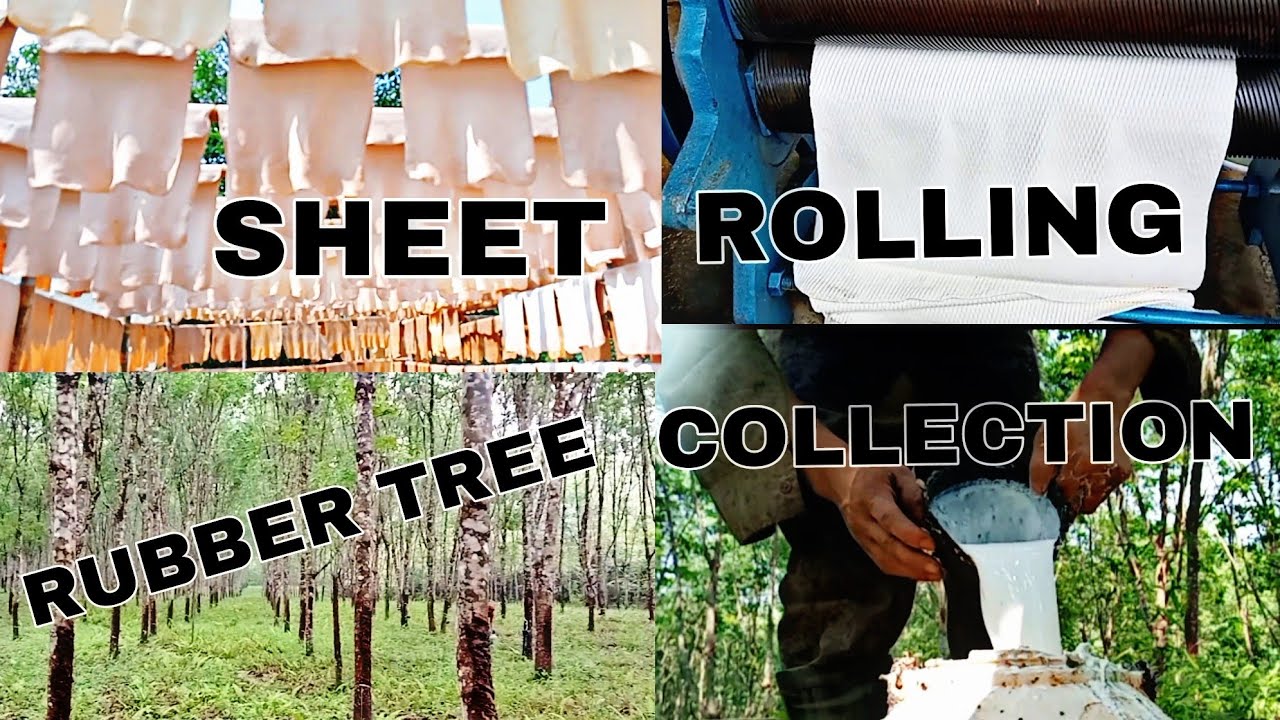 How to harvest rubber | Nature rubber harvest | Rubber Tapping # ...