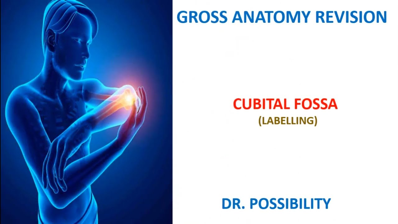 CUBITAL FOSSA IDENTIFYING PARTS OF THE CUBITAL FOSSA - YouTube