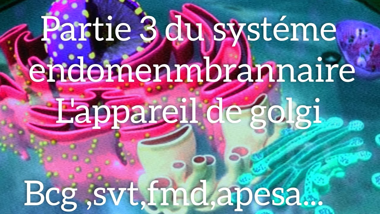 DICTYOSOMES-L'APPAREIL DE GOLGI MODULE BIOLOGIE CELLULAIRE - YouTube