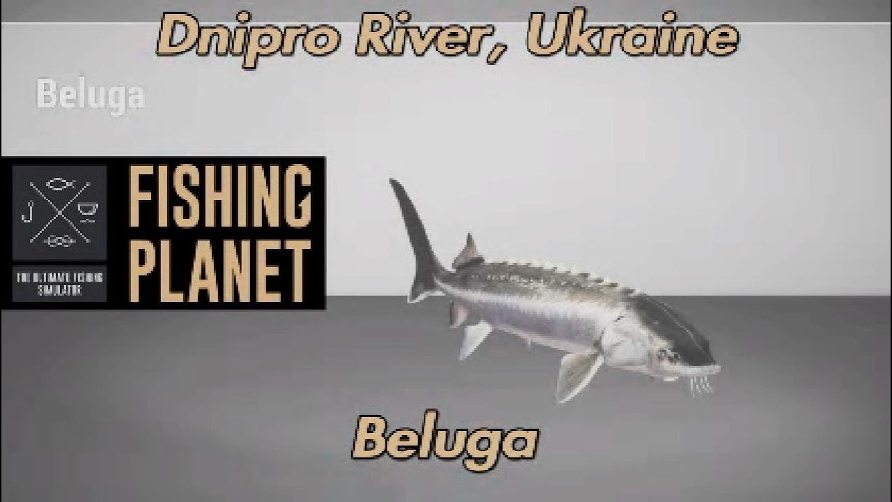Beluga Dnipro River Ukraine Fishing Planet Guide - YouTube