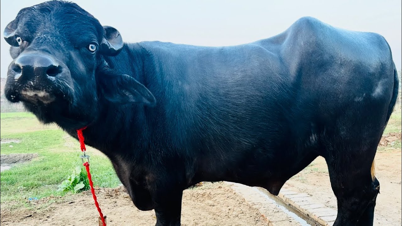 Nili ravi bull for sale | nili ka katta | haji shaukat dogar buffalo ...