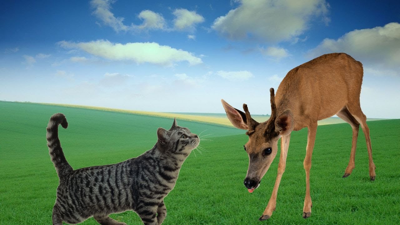 CUTE LITTLE ANIMALS cat hedgehog kangaroo hamster giraffe - YouTube
