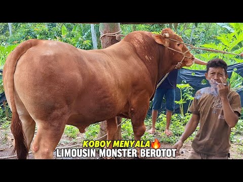 SAPI MONSTER TERSEMBUNYI ️ ️Gagah Berotot Di Kandang Sederhana🔥 - YouTube