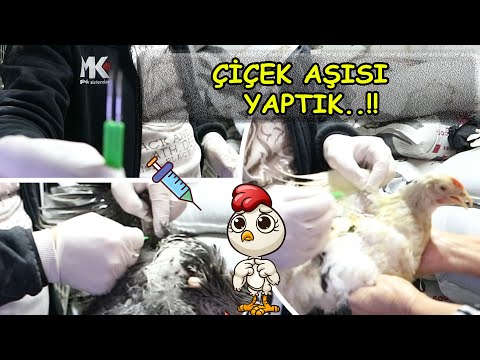 TAVUKLARA VE YARKALARA ÇİÇEK AŞISI YAPTIK | ÇİÇEK AŞISI | UYGULAMA | AŞI YAPILAMAYAN KÜMES KALMASIN