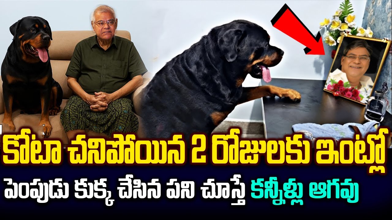కోట చనిపోయిన రెండు రోజులకు ఇంట్లో పెంపుడు కుక్క చేసిన పని తెలిస్తే ...