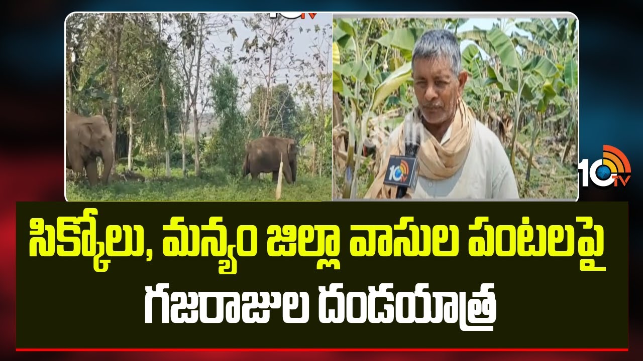 Elephants Destroying Crops in Sikkolu and Manyam Districts | 10TV - YouTube