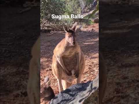 Kangaroo itchy balls, very big balls. - YouTube