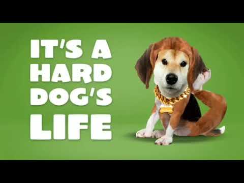 Dogecoin it's A Hard Dog's Life - YouTube