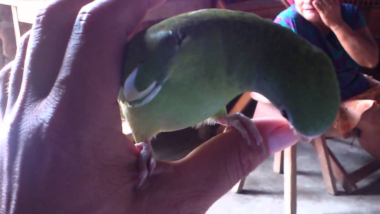 lorito piwicho en yurimaguas - YouTube