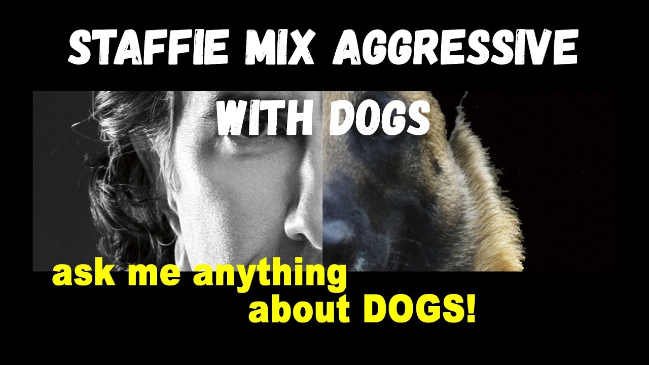 Staffie Mix Sometimes Aggressive - Robert Cabral Dog Training Video ...
