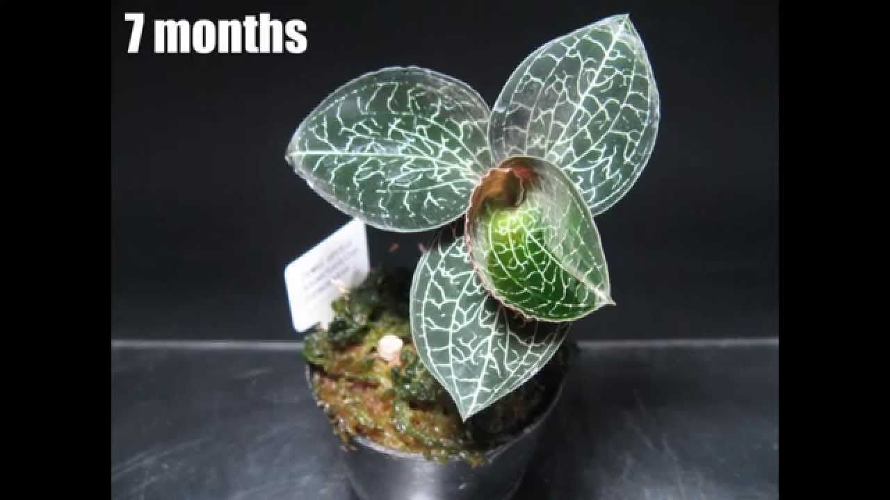 【Jewel orchid anoectochilus formosanus】movement - YouTube